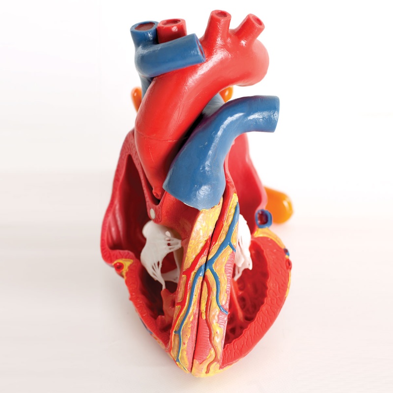 Magnetic Heart Model, Life-Size (5-Part) - LabWorld.co.uk
